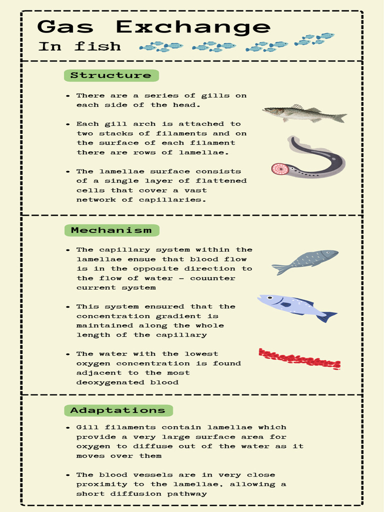 Green Illustrative Photosynthesis Infographic | PDF