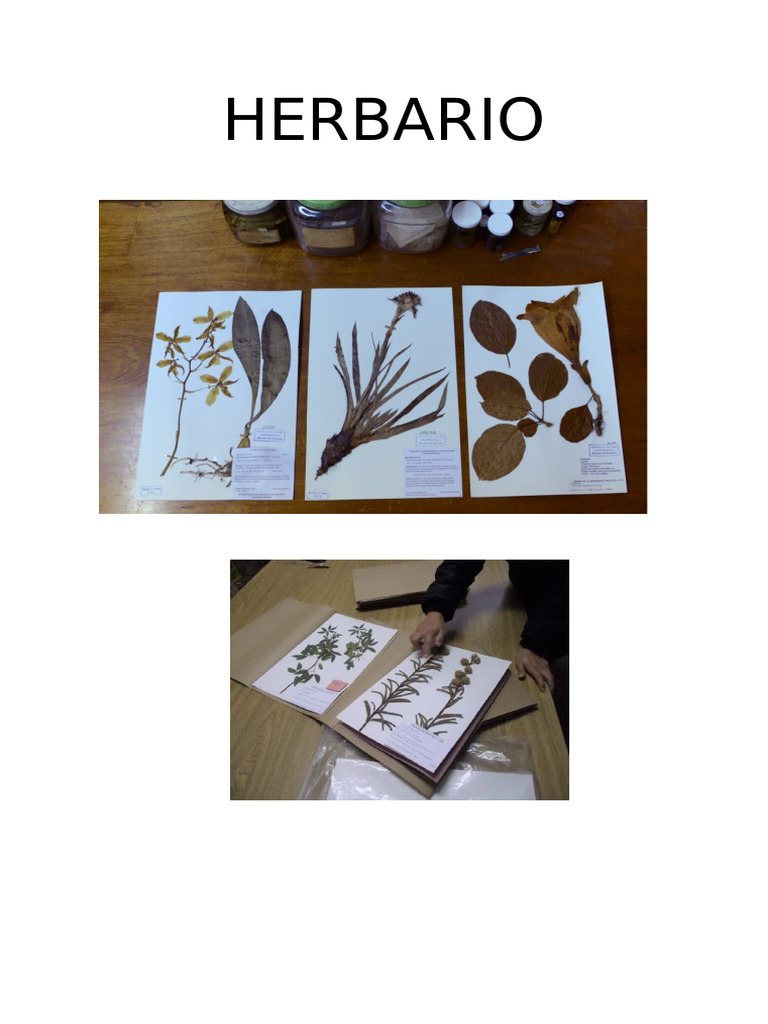 HERBARIO | PDF