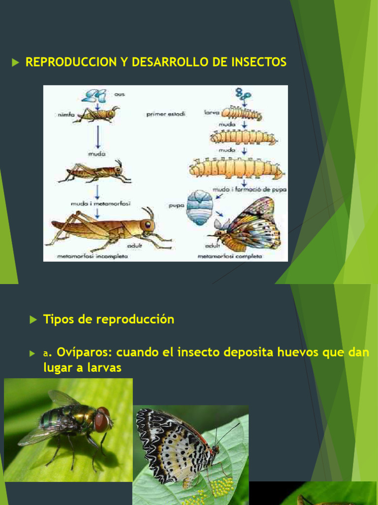 Reproduccion y Desarrollo de Insectos | PDF | Insectos | Sexo