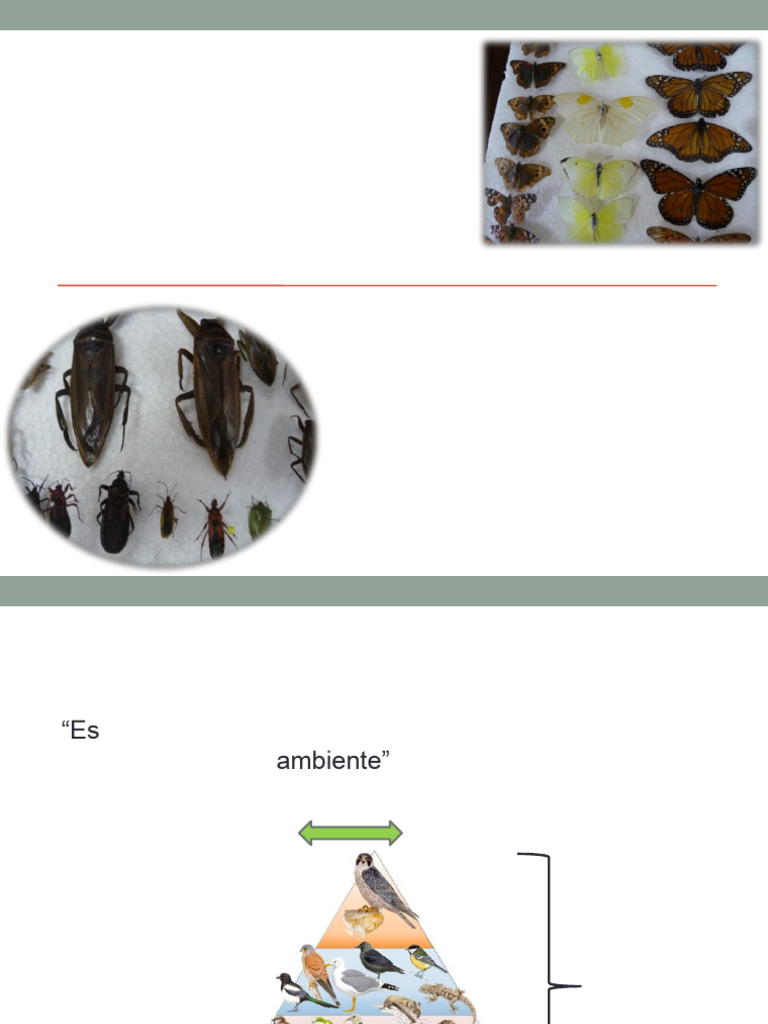 Ecologia de Insectos | PDF | Ecología | Insectos