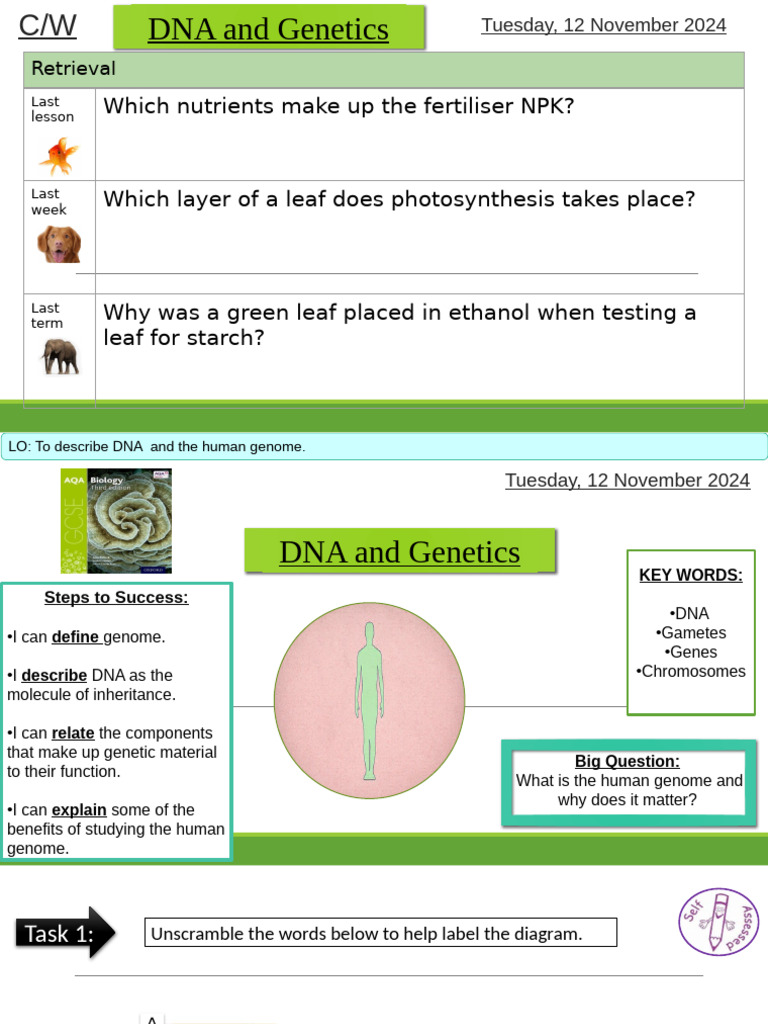 Lesson 3 - Dna and Genetics - SML | PDF | Gene | Genetics
