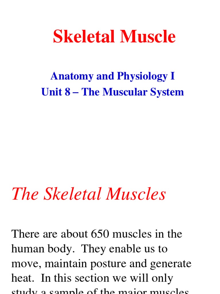 Sistem Otot Muskular 1 (Muscular System) | PDF
