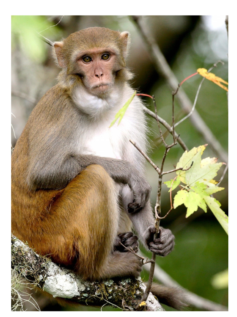 Monkey | PDF
