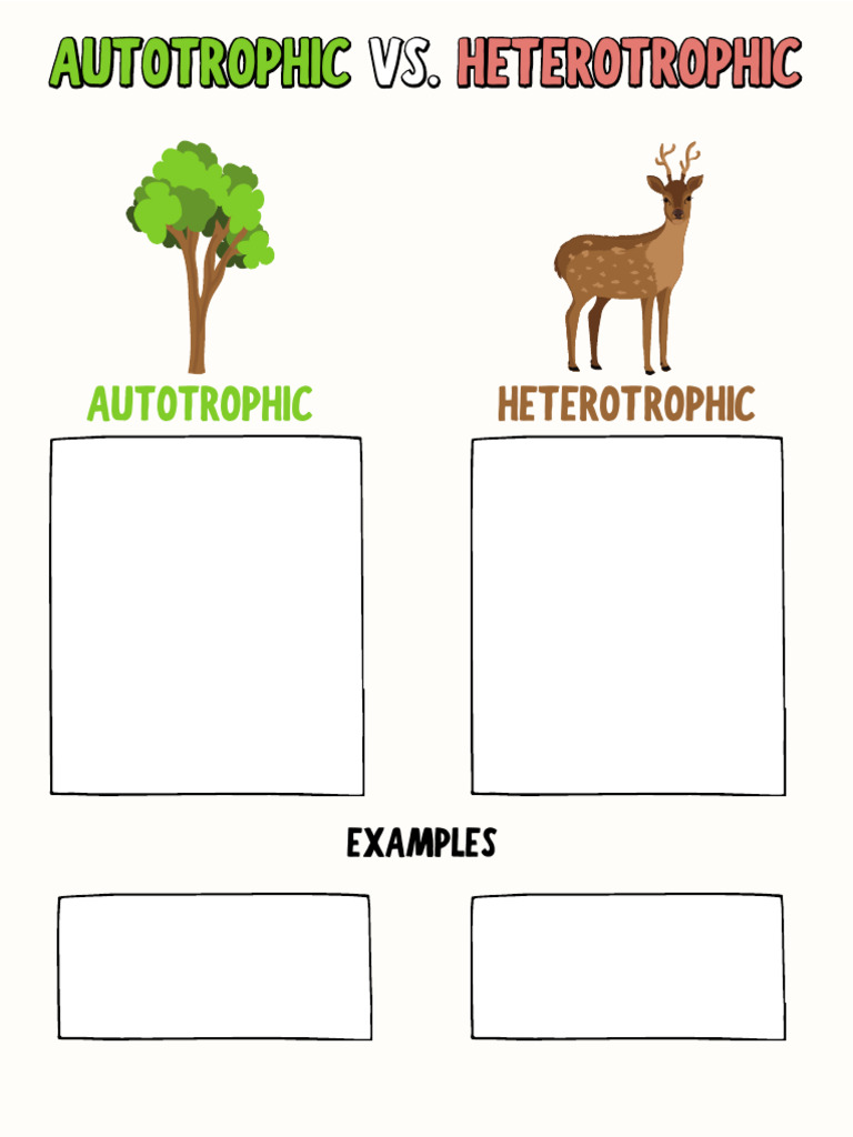 Autotrophic vs. Heterotrophic Overview | PDF