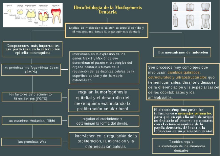Histofisiologia de La Morfogenesis Dentaria | PDF