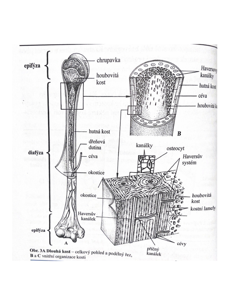 Se Nazyvaji Osteocyty A Jsou Ulozeny V K | PDF