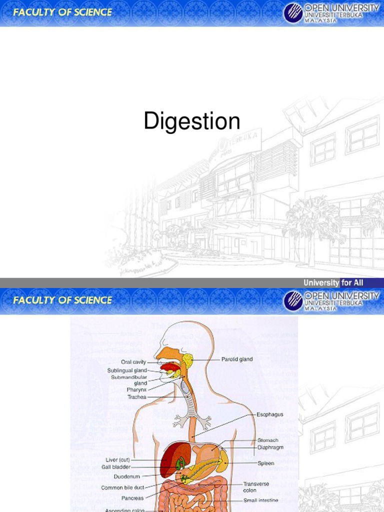 Sistem Pencernaan (Digestion System) | PDF | Digestion | Stomach