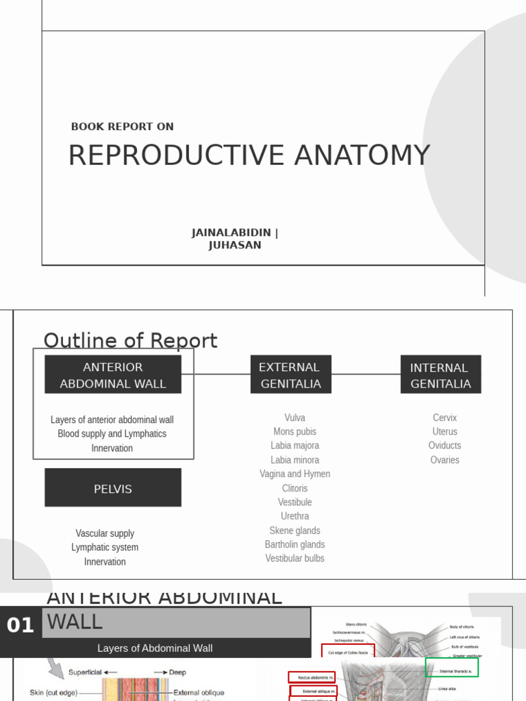 Reproductive Anatomy | PDF | Vagina | Uterus