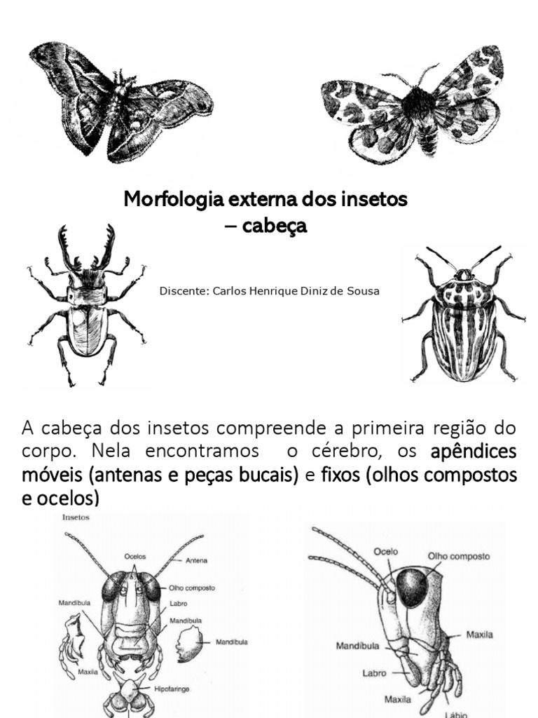 Morfologia da Cabeça dos Insetos | PDF | Insetos | Artrópodes