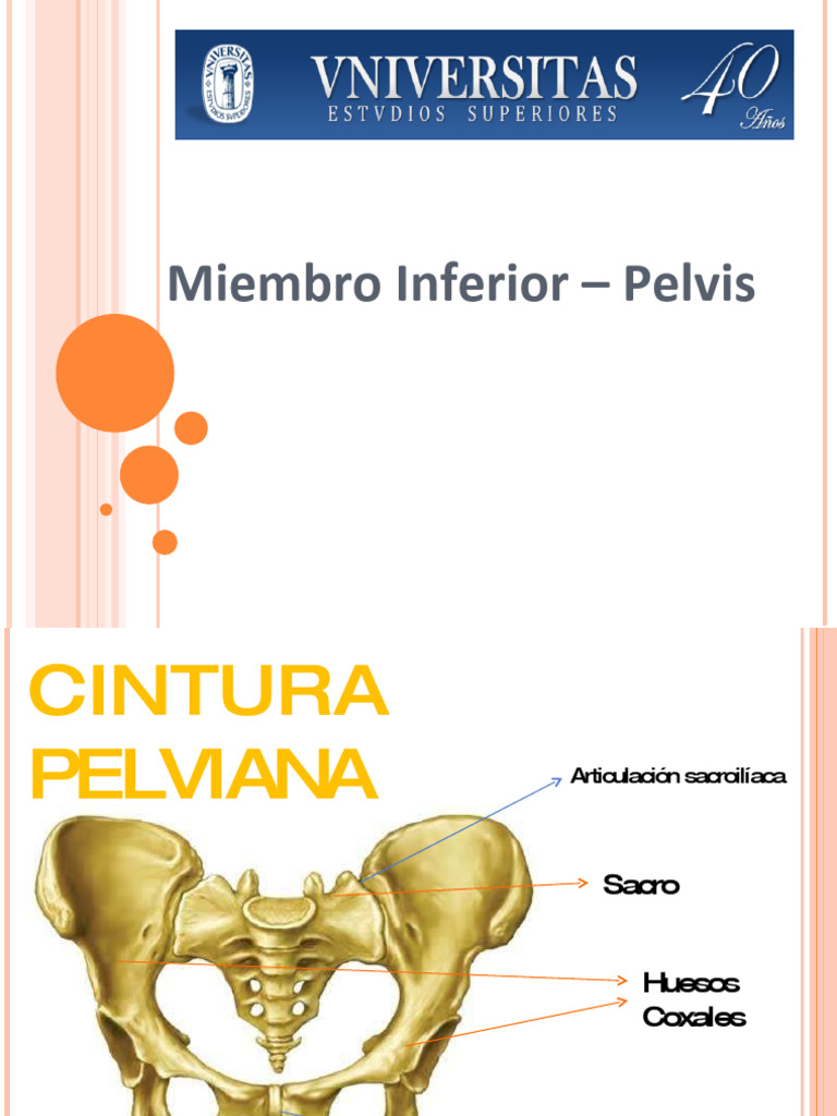 Anatomía de la Pelvis y Cintura Pélvica | PDF | Pelvis | Anatomía del ...