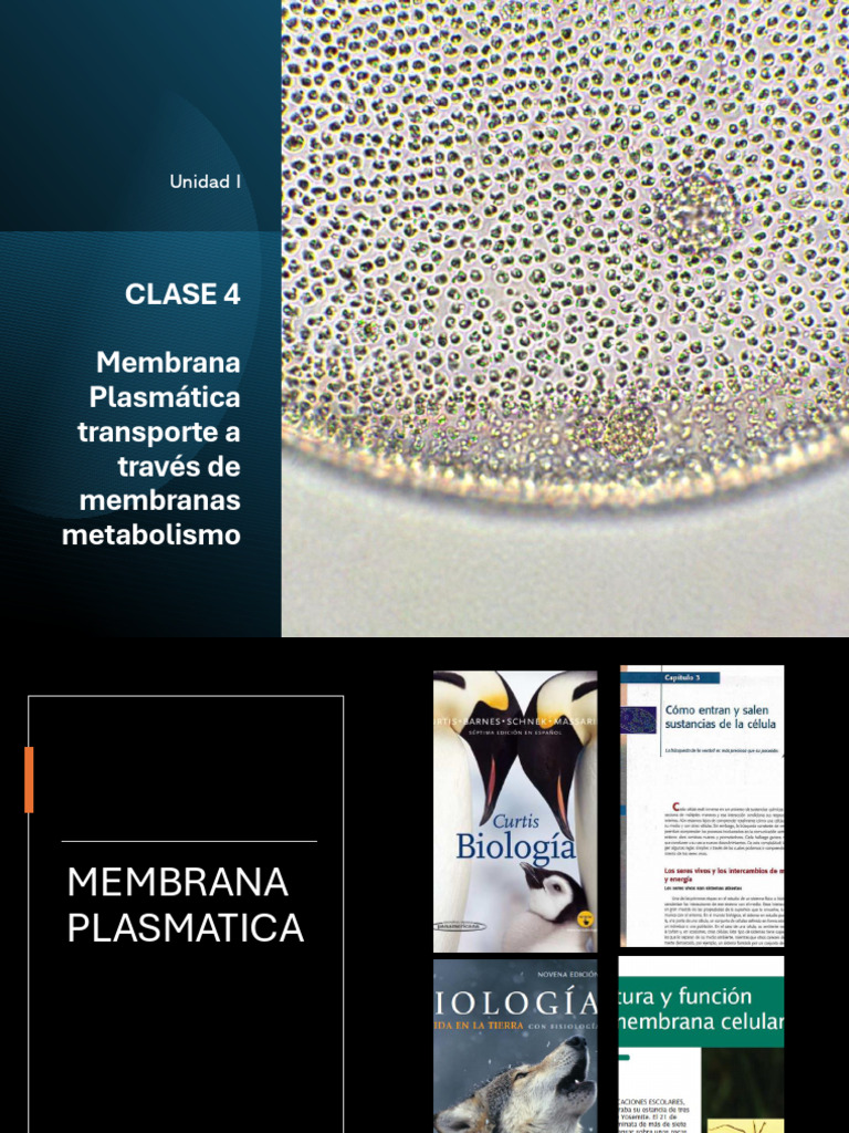 Clase 4 Membrana Celular- Metabolismo | PDF | Membrana celular | Biología Celular)