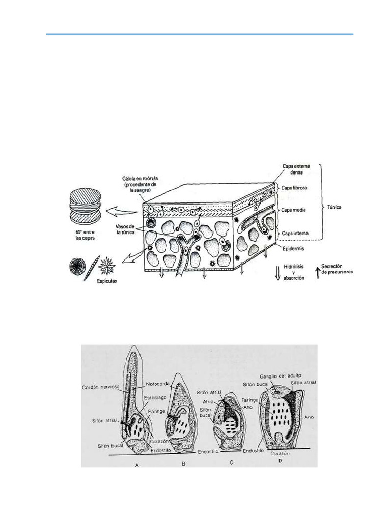Biología de los Tunicados y Urochordata | PDF | Biología | Anatomía