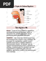 Diferença entre Quimo e Quilo | PDF | Digestão | Estômago
