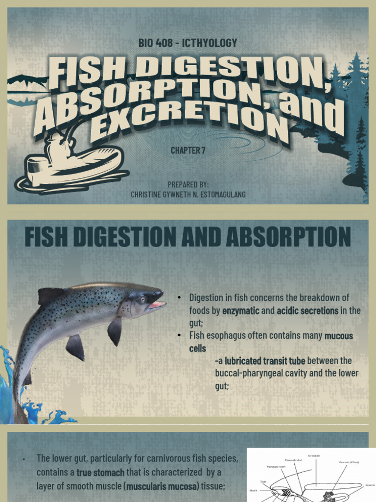 Chapter 7 - Fish Digestion, Absorption, Excretion | PDF | Digestion ...