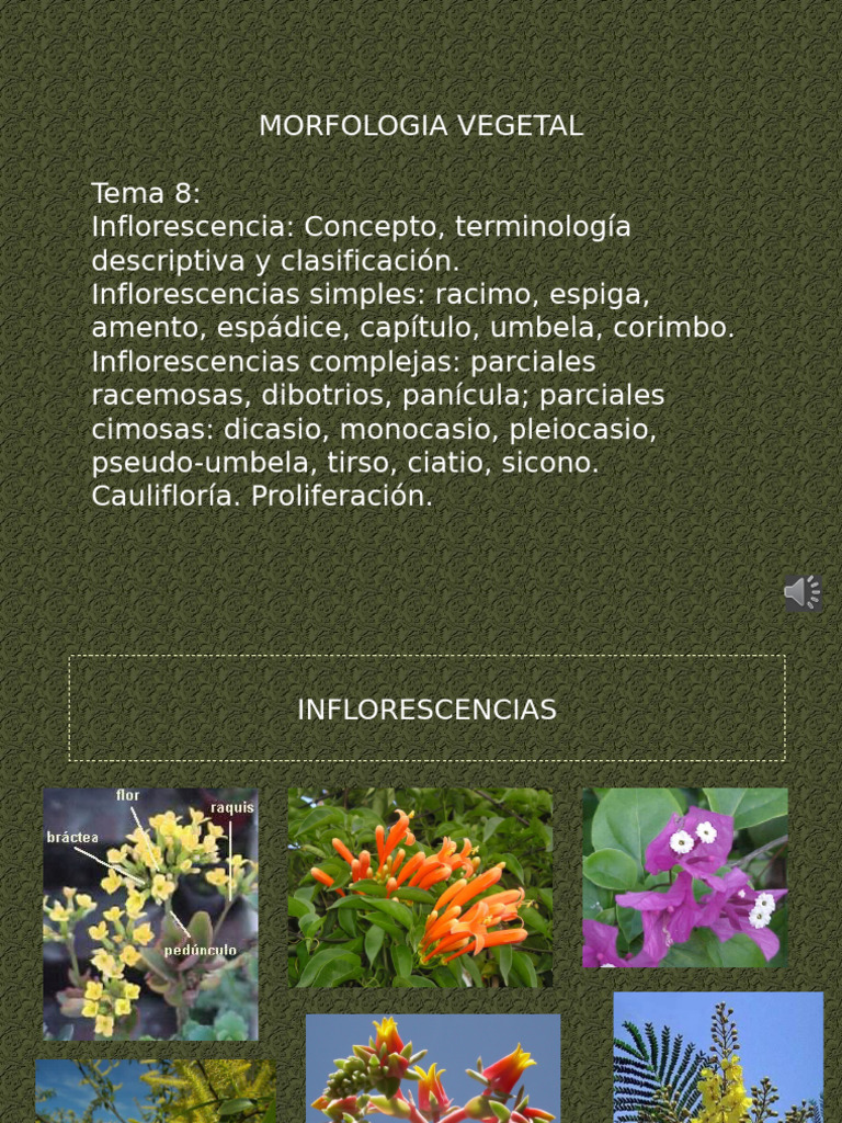 Tema 8-2020-Inflorescencia | PDF