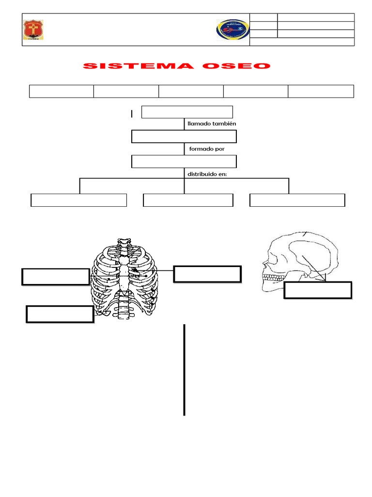 Actividades sobre el Sistema Óseo | PDF | Esqueleto | Hueso