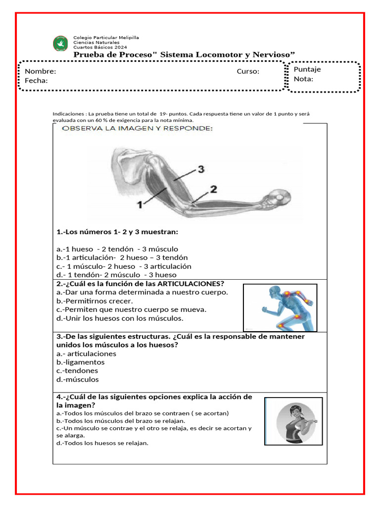 Prueb MUSCULO ESQUELETICO y NERVIOSO 4°° | PDF | Cerebro | Músculo
