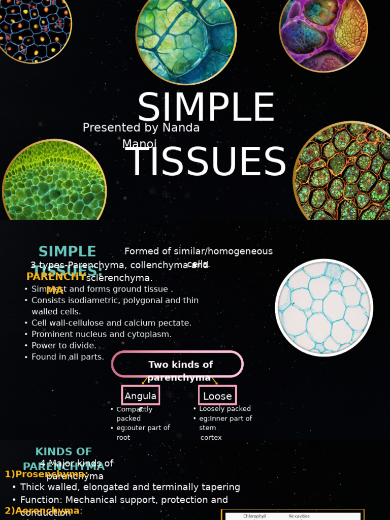 Simple Tissues Presentation 20250209 142847 0000 | PDF | Tissue ...
