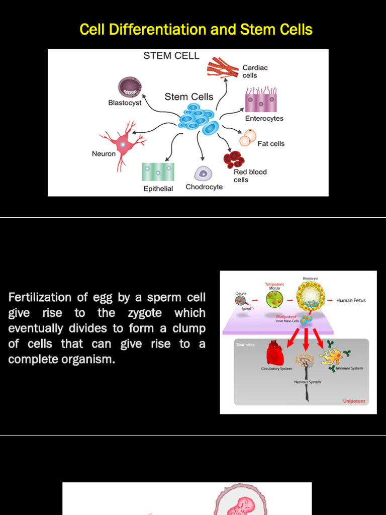 Cell Differentitation and Stem Cells | PDF | Cellular Differentiation ...