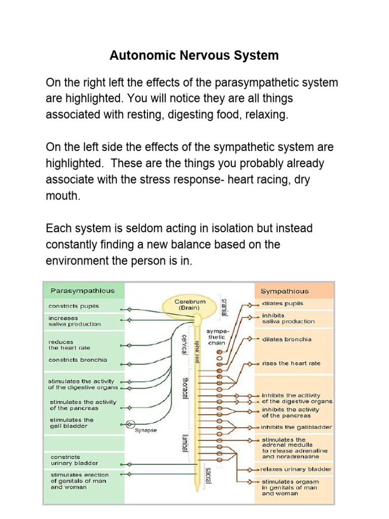 Understanding the Autonomic Nervous System | PDF