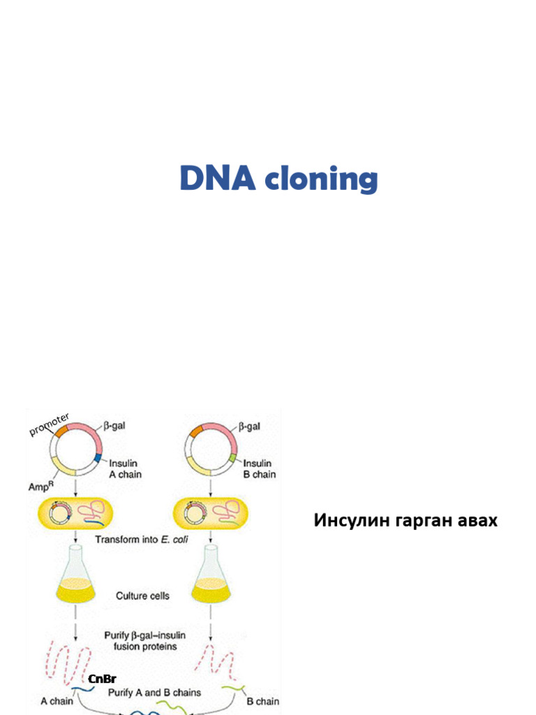 4 PCR, Transformation | PDF