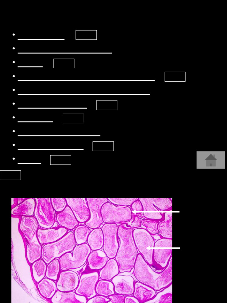 Lab 5 - Histo - Male Reproduction | PDF | Epithelium | Testicle