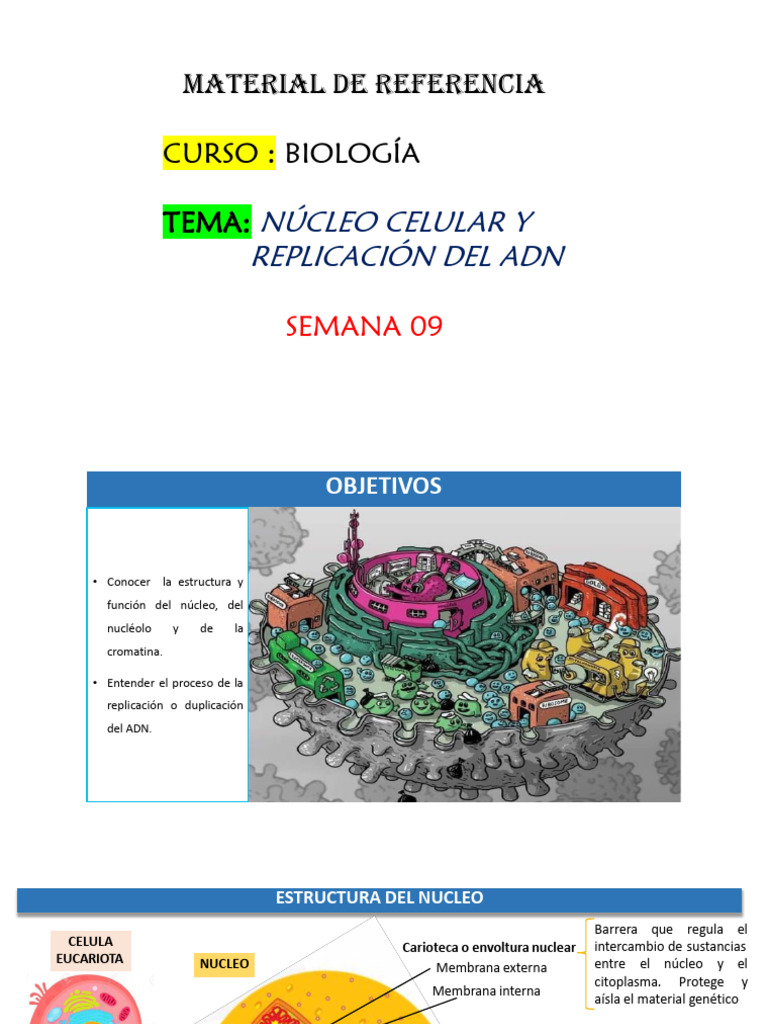 B09 | PDF | Nucleo celular | Replicación De Adn