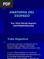 ESÒFAGO (Anatomía, Embriología, Histología y Fisiología) | PDF ...