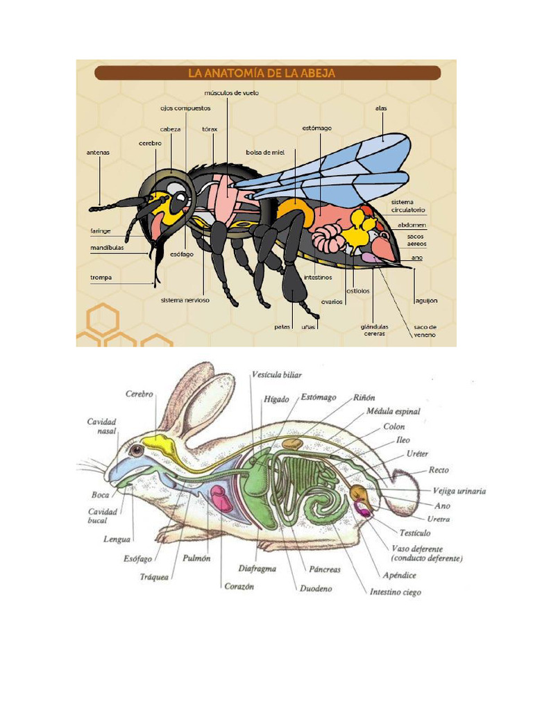 Anatomia D La Abeja y Del Conejo | PDF