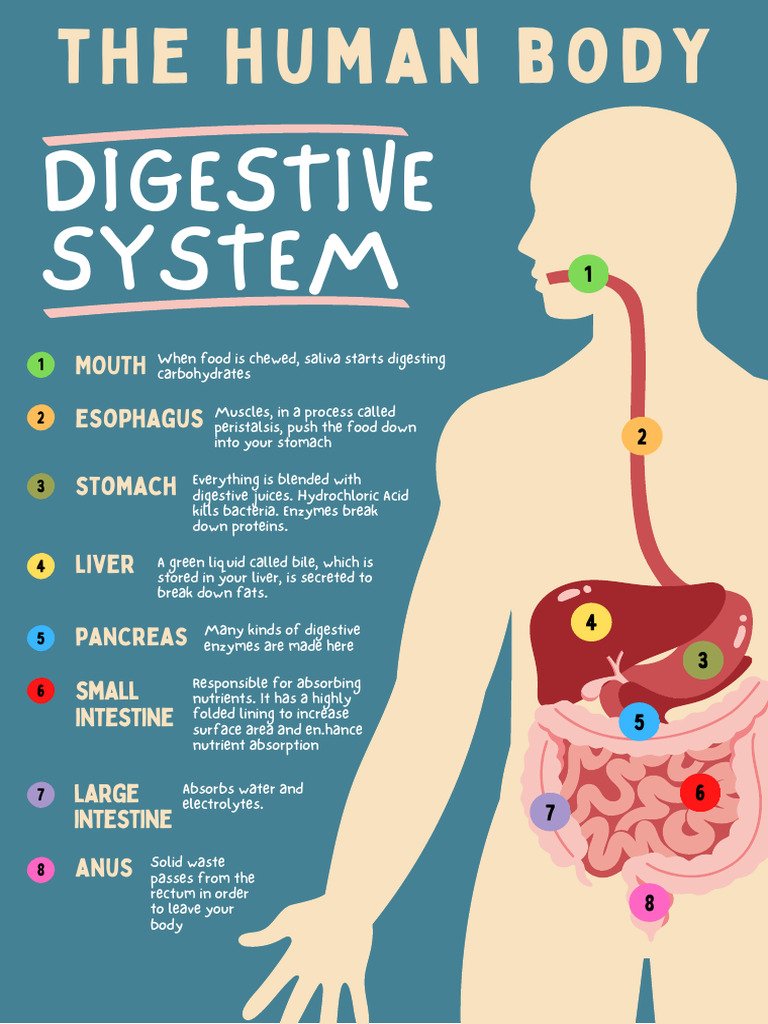 Digestive System Poster | PDF