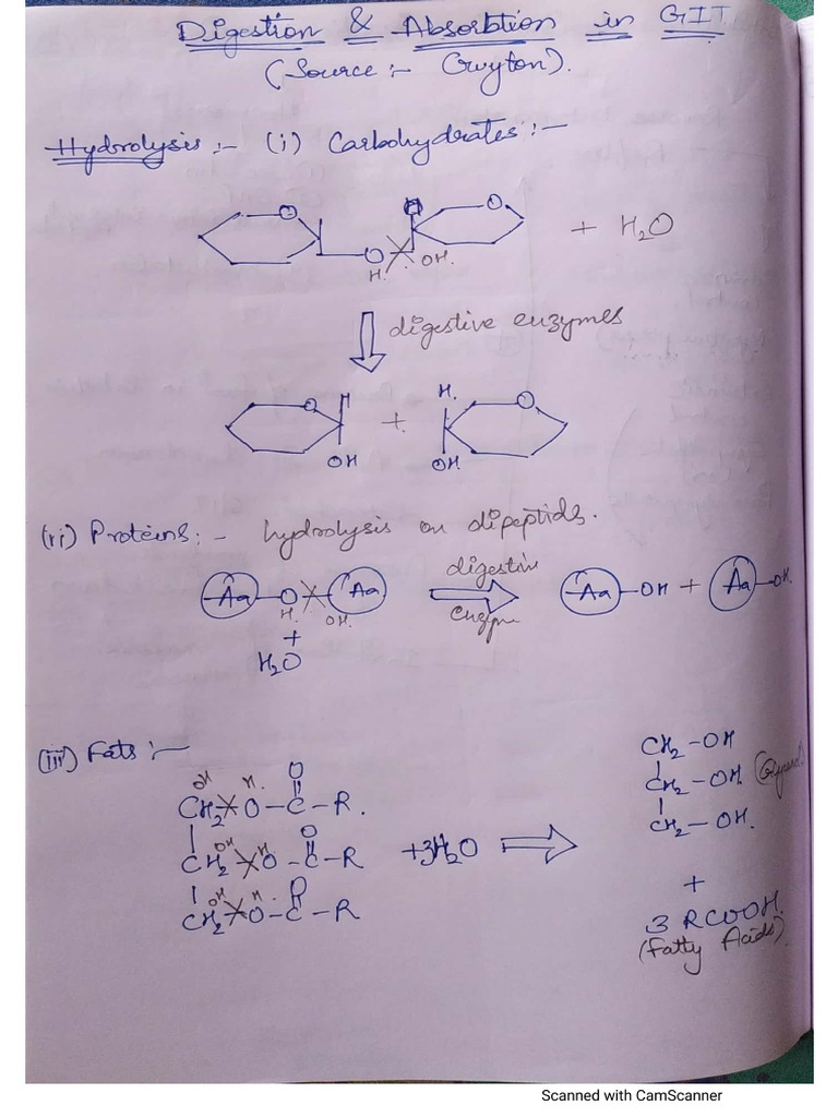 Guyton Digestion of Proteins Notes | PDF