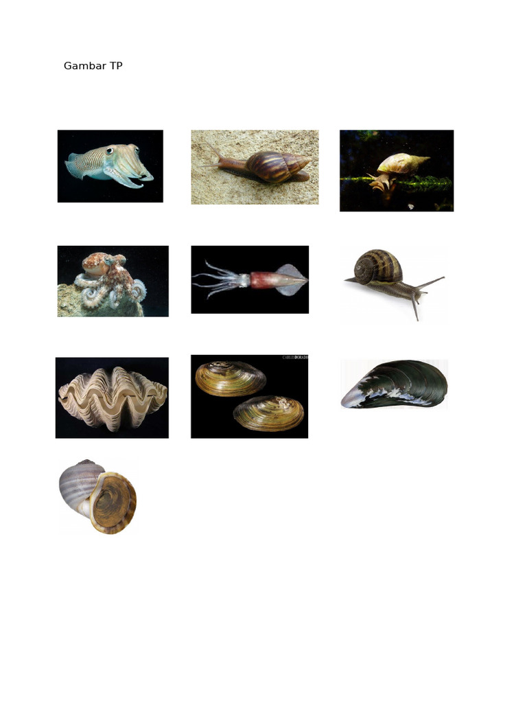 TP Molusca | PDF