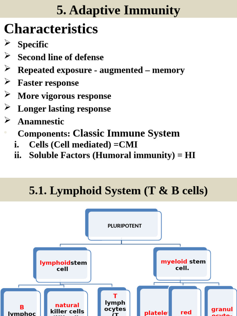 Characteristics: Classic Immune System | PDF | B Cell | Major ...