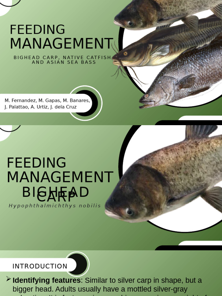 Group 6 - Fish Nutrition | PDF