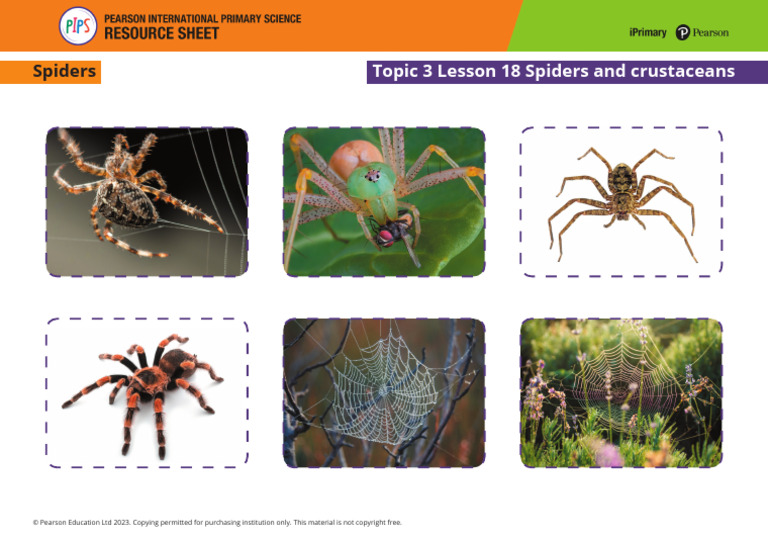 SPIDERS | PDF