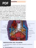 Anatomia, Irrigacion, Inervación Del Esofago y Estomago | PDF ...
