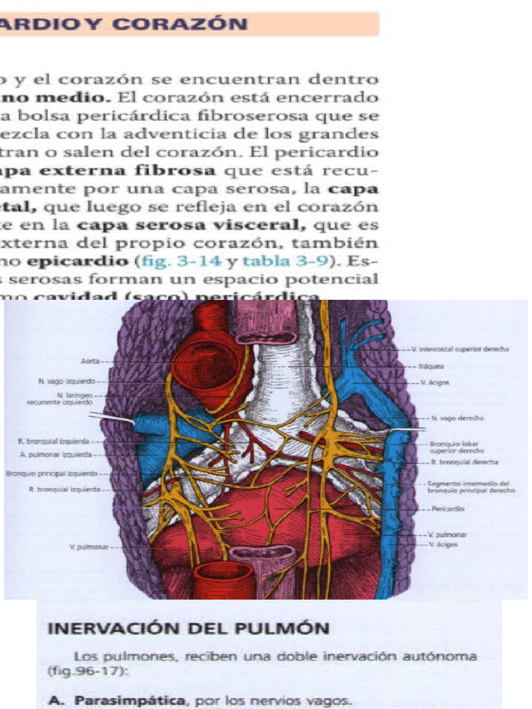 Inervacion Del Corazon 2025 | PDF