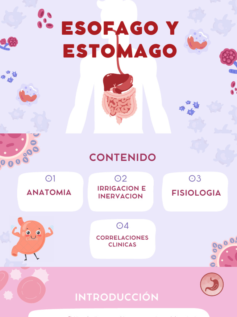 Anatomia, Irrigacion, Inervación Del Esofago y Estomago | PDF ...