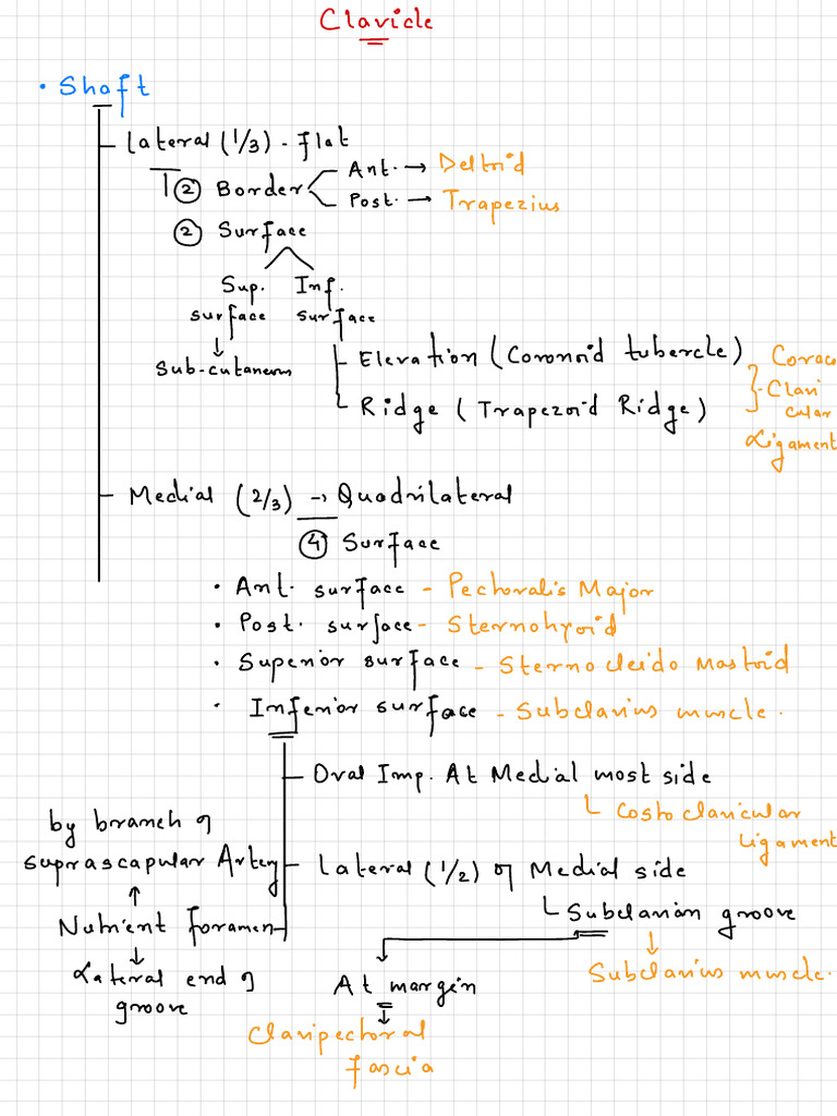 Clavicle (Bone and Attachments) Flow Chart | PDF | Musculoskeletal ...