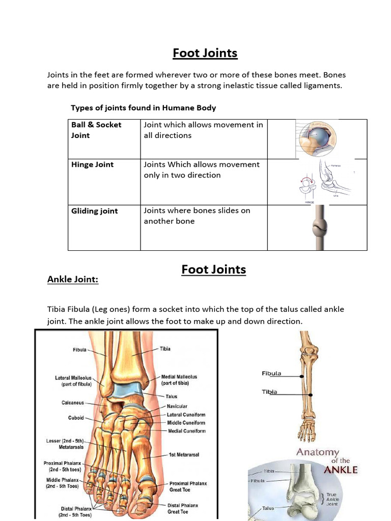 Overview of Foot Joints | PDF