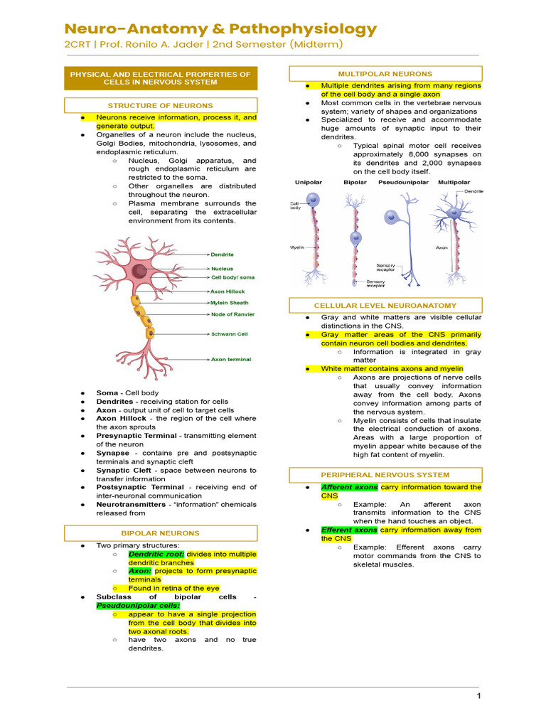 Neuro-Anatomy & Pathophysiology - Midterm | PDF | Axon | Autonomic Nervous System