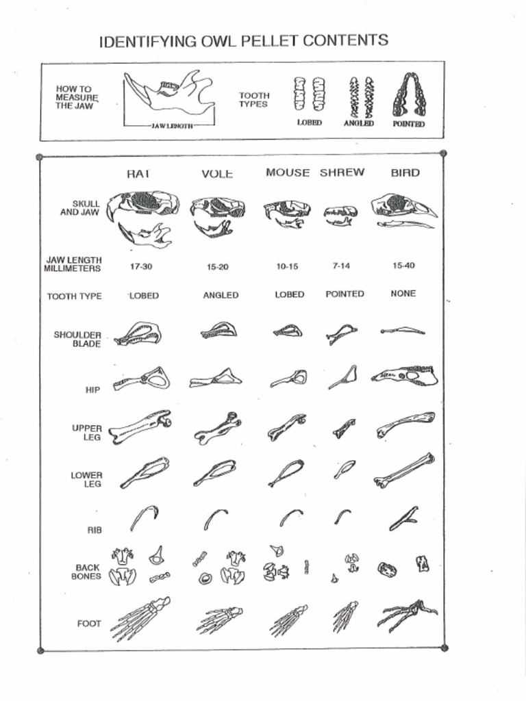 Boneidentificationchart | PDF