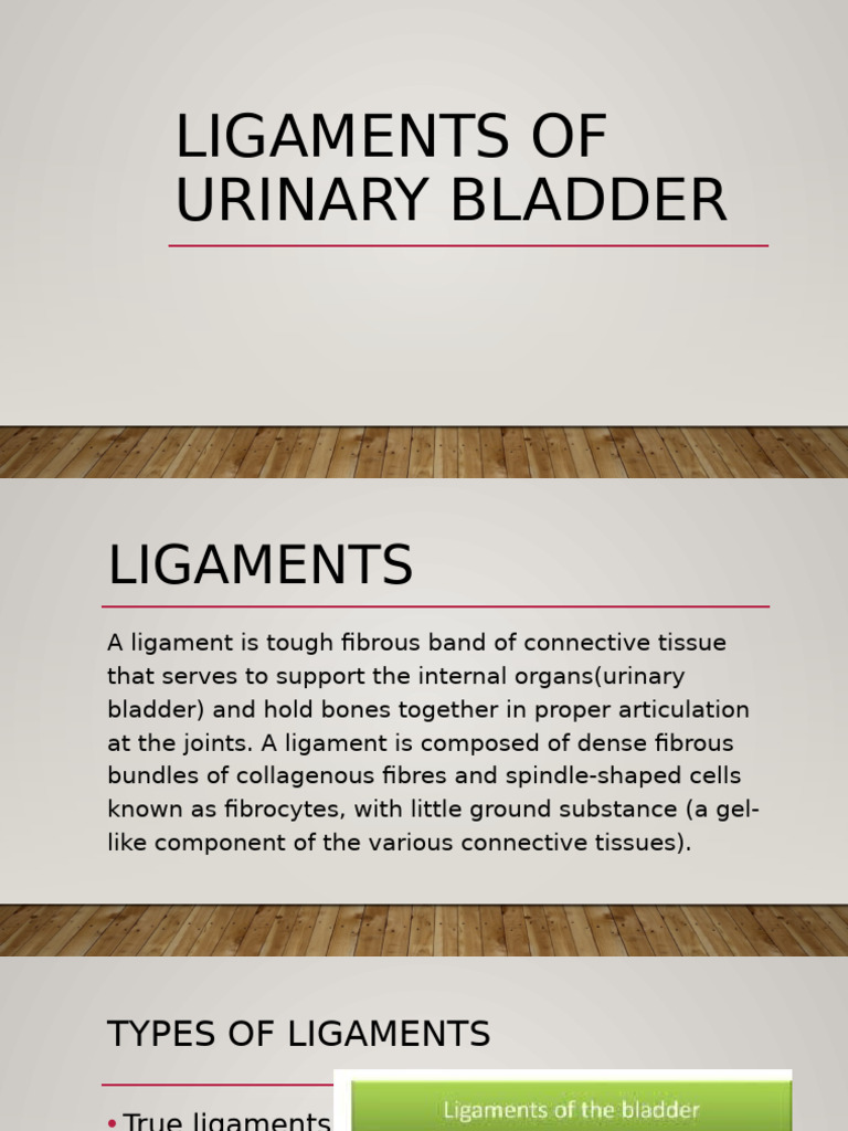 Ligaments of Urinary Bladder | PDF