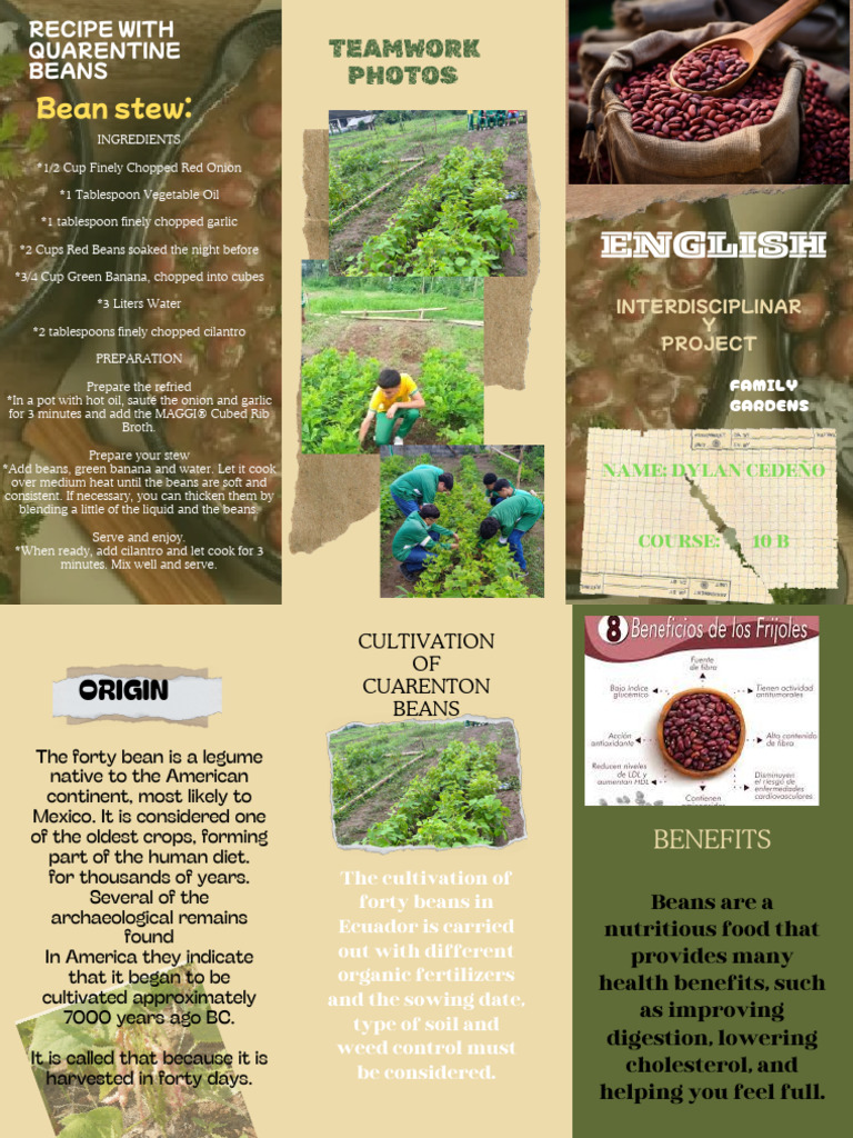 Grocery Brochure in Olive Green Light Yellow Dynamic Photocentric Style ...