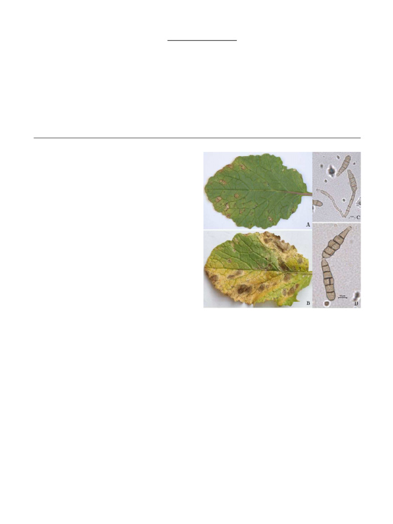 First Report of Alternaria on Crambe in Brazil | PDF | Fungus ...