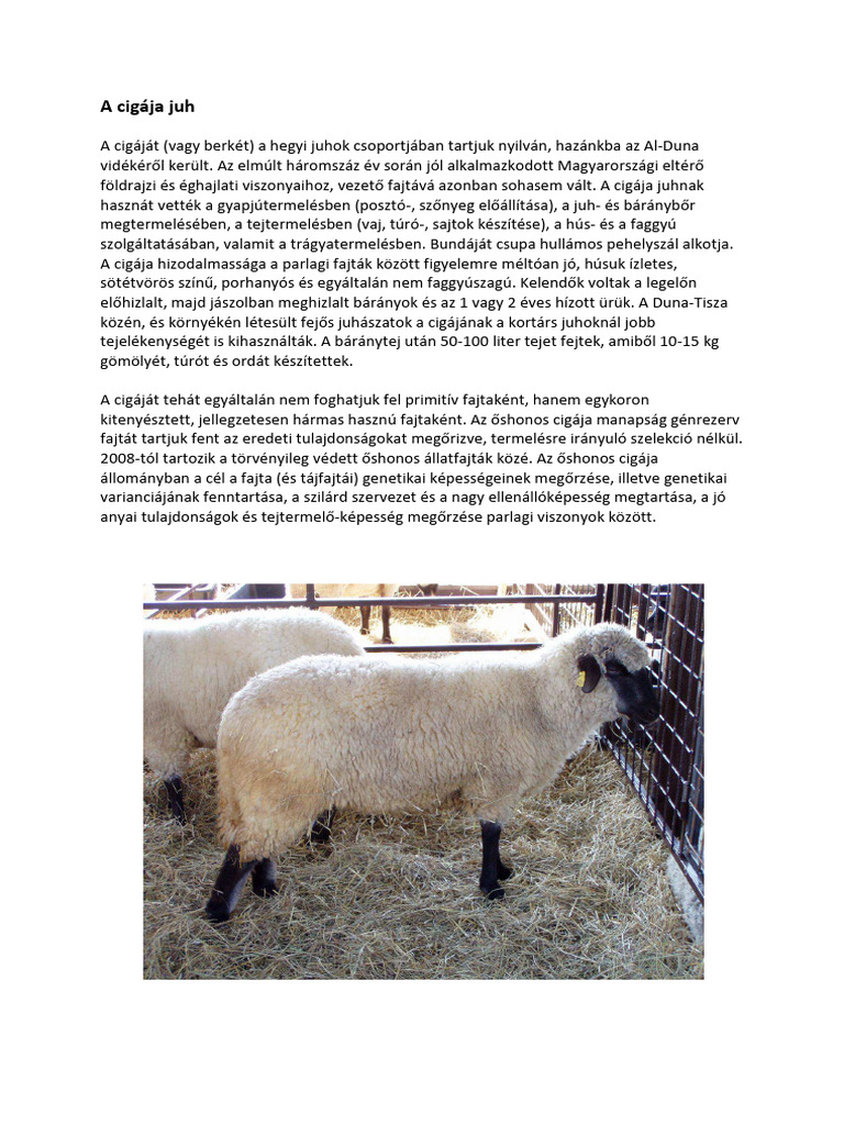 A Cigája Juh | PDF