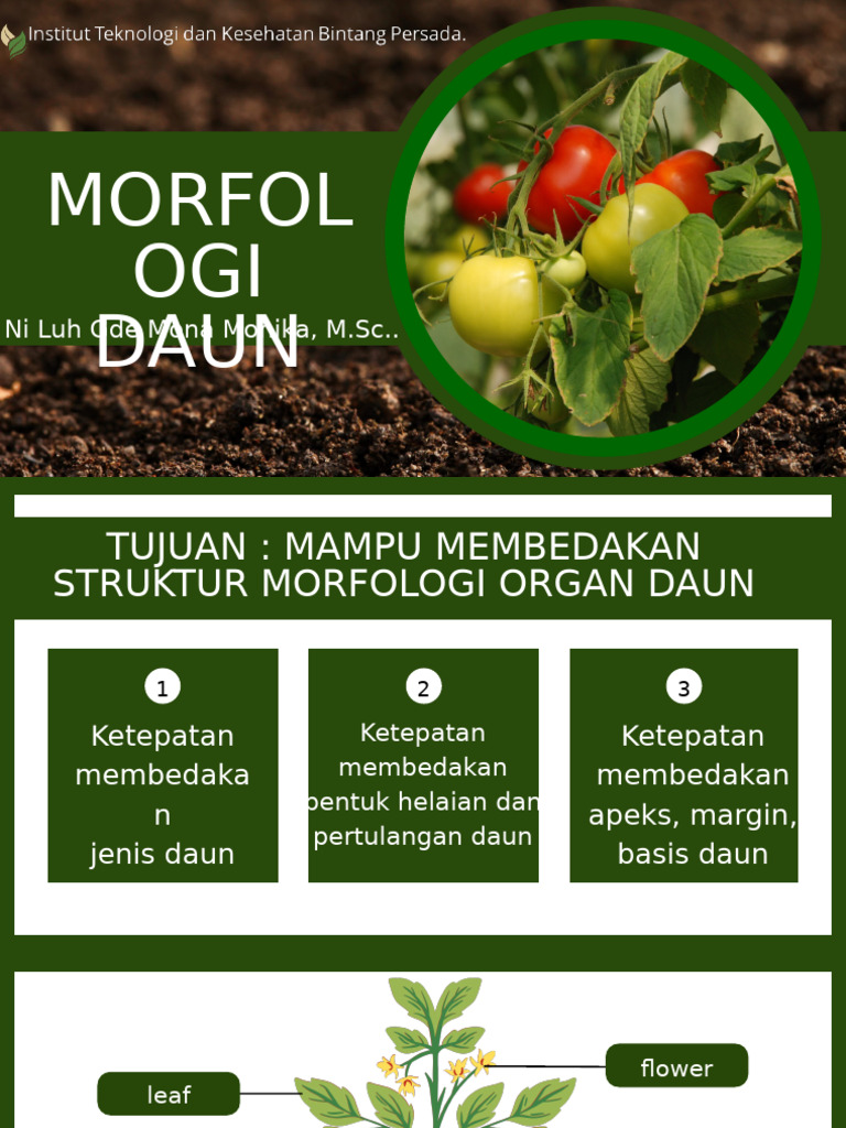 Identifikasi Morfologi Organ Daun | PDF
