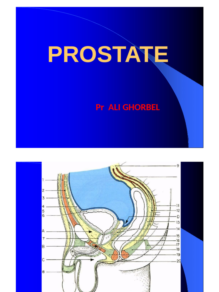 Anatomie et Fonction de la Prostate | PDF | Prostate | Anatomie humaine