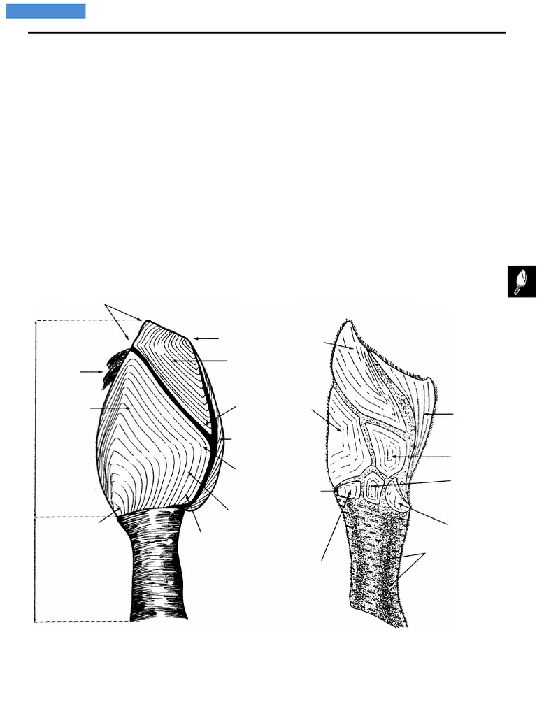 Guide des Cirripèdes et Crevettes | PDF | Arthropodes