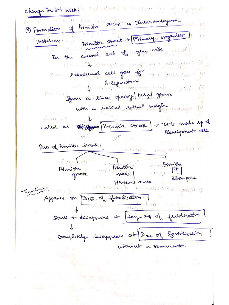 3rd Week of Development With Primitive Streak and Notochord | PDF